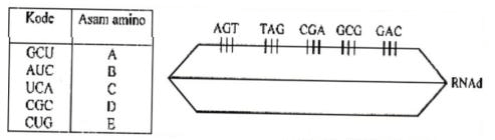 √ 4+ Soal Pengantar Sintesis Protein dan Jawabannya