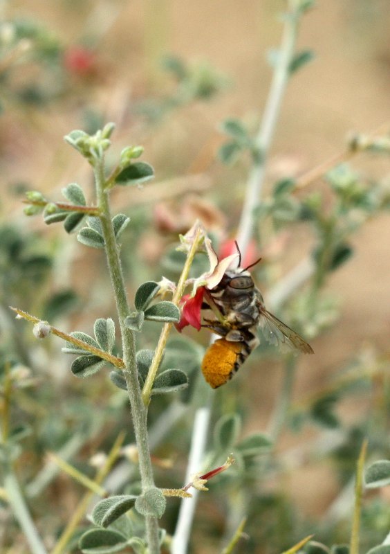 Forage and Fodder Plants – Discover Pollinators