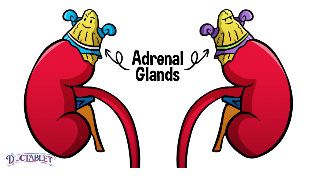 What are the adrenal glands? Adrenal Gland Hormones - Doctablet®