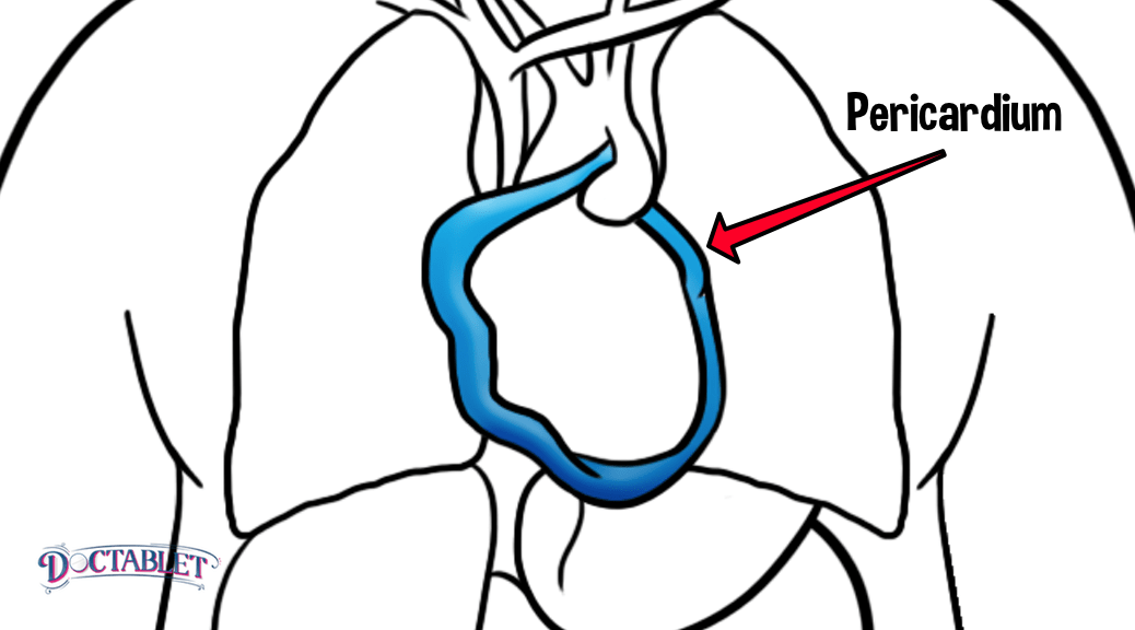 Perdicardium definition, function of the pericardium - Doctablet®