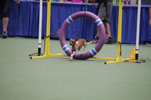 Ann Perkins - Ann Perkins' Dog Agility Quest