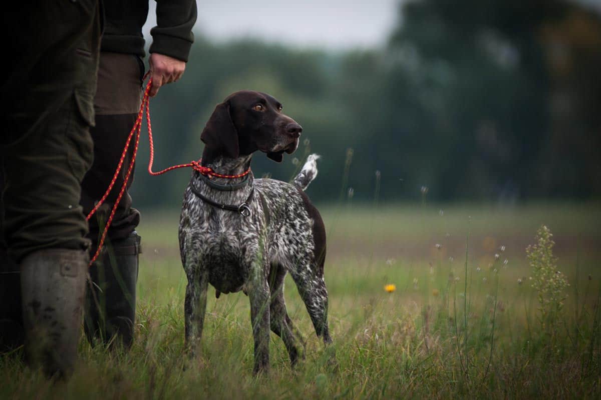 10 Best Dog Food for German Shorthaired Pointers: Great Food for Active ...