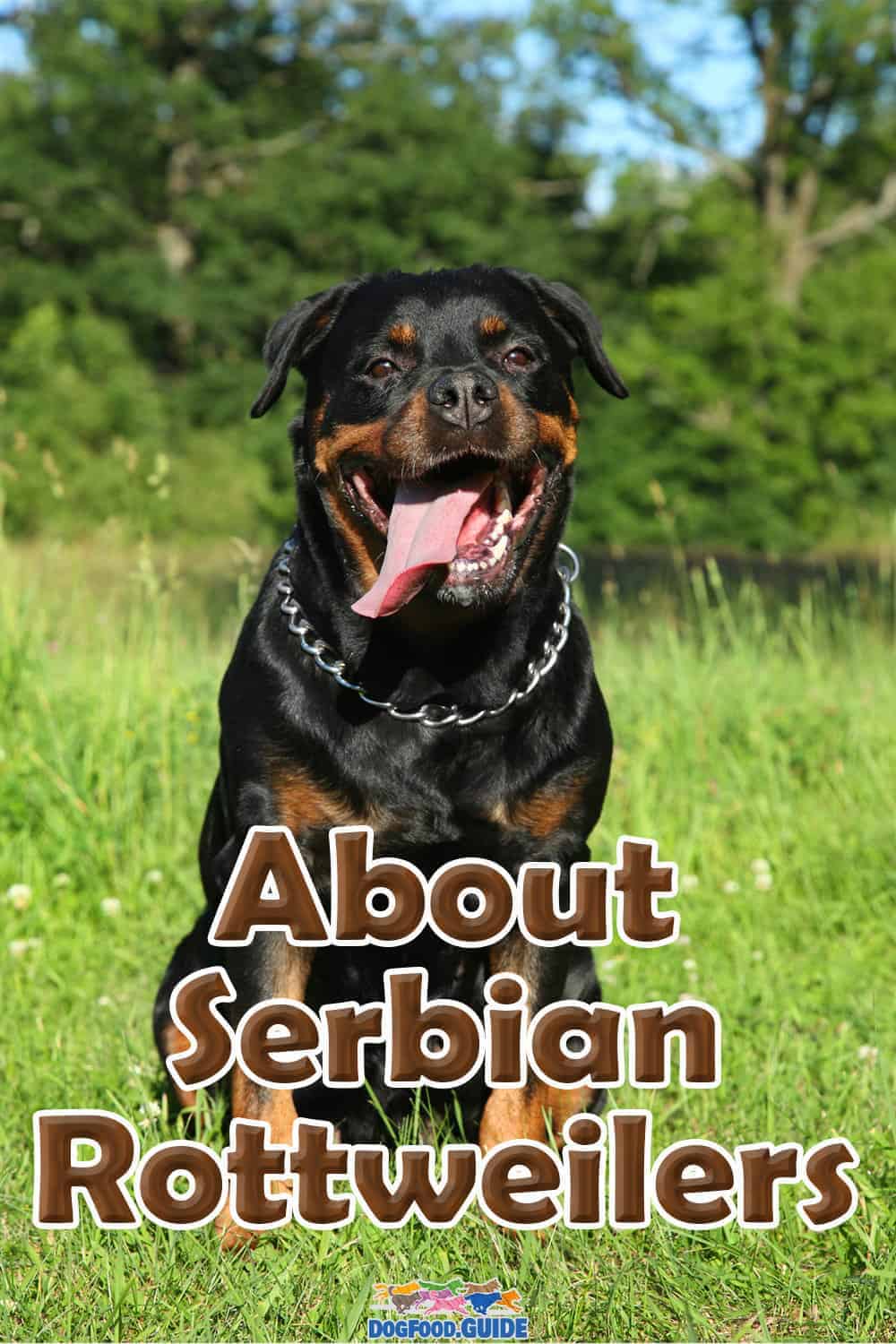 Serbian Rottweiler: 3 Best Tips About Caring and Training