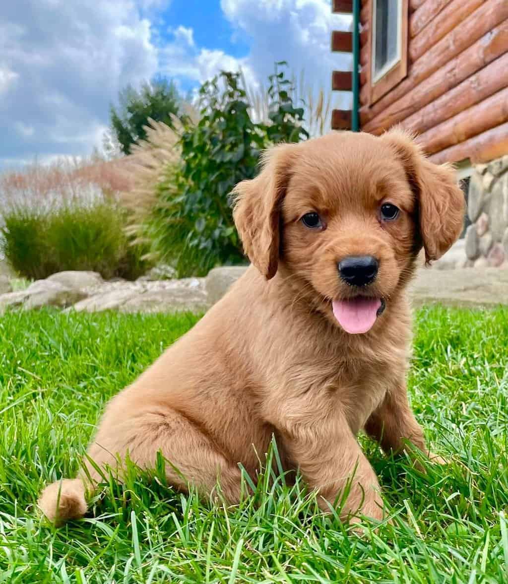 Mini Golden Retriever: 4 Most Common Questions Answered