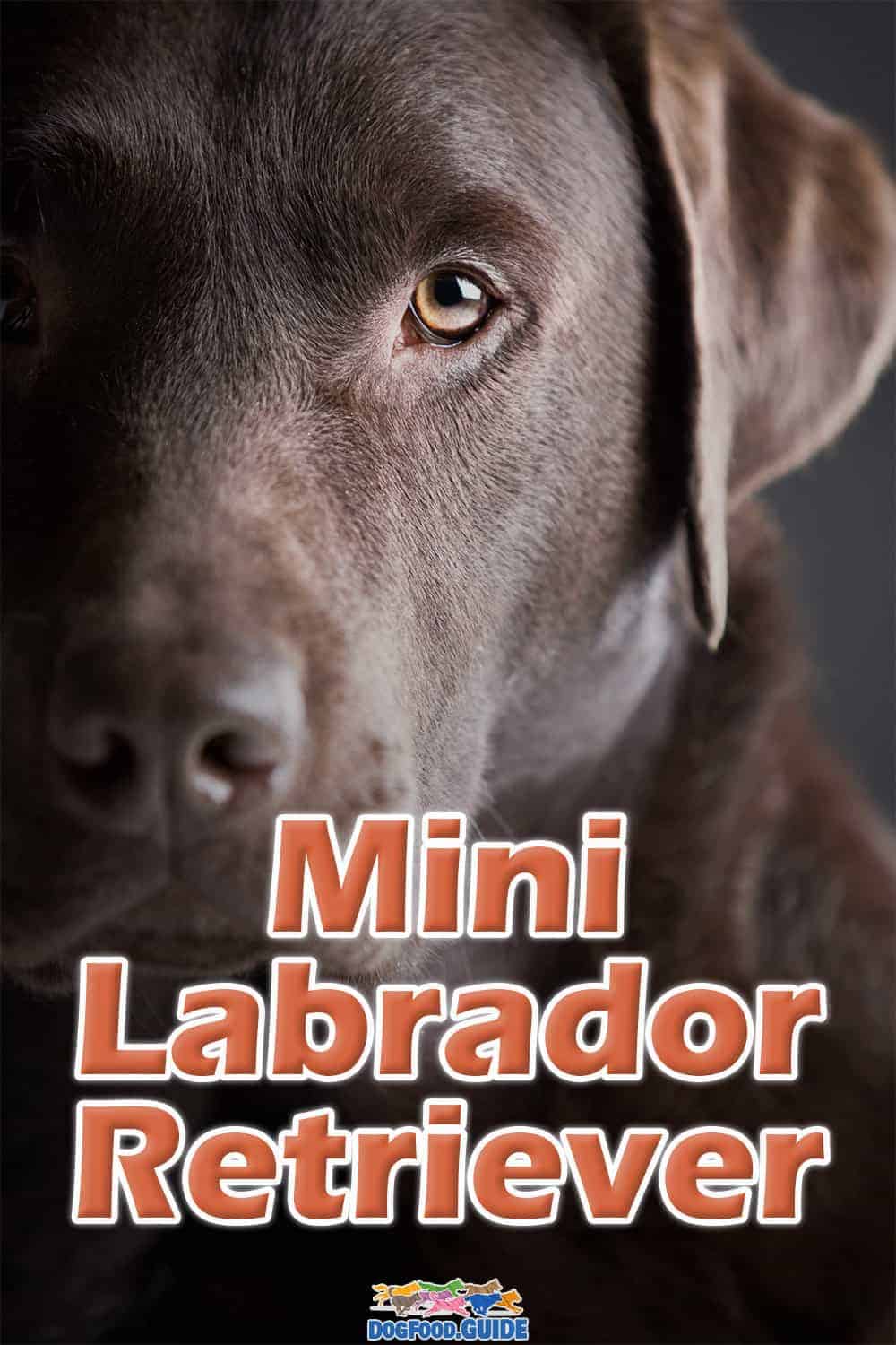 Mini Labrador Retriever: 3 Shocking Facts On How They Are Bred