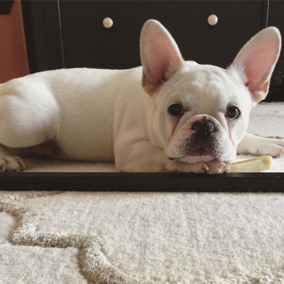 Dog of the Month: Tank - Dogs Deserve It