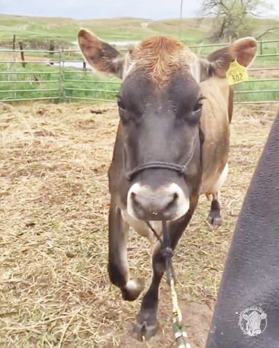Halter breaking an adult cow (and calf) ~ Down A Cow Trail