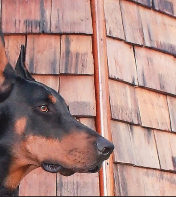 History of the Breed - Doberman Pinscher Club of Northern California