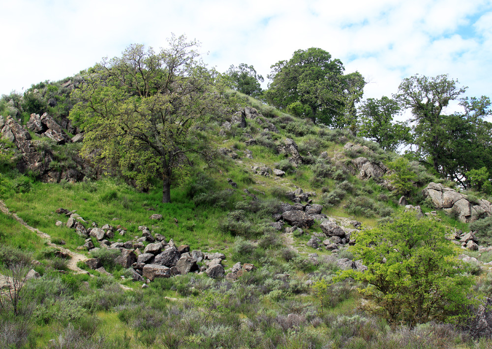 DryStoneGarden » Blog Archive » Shell Ridge Natives