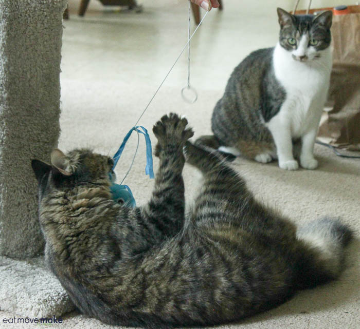 Pet Separation Anxiety - How To Relieve Anxiety in Pets When Schedules ...