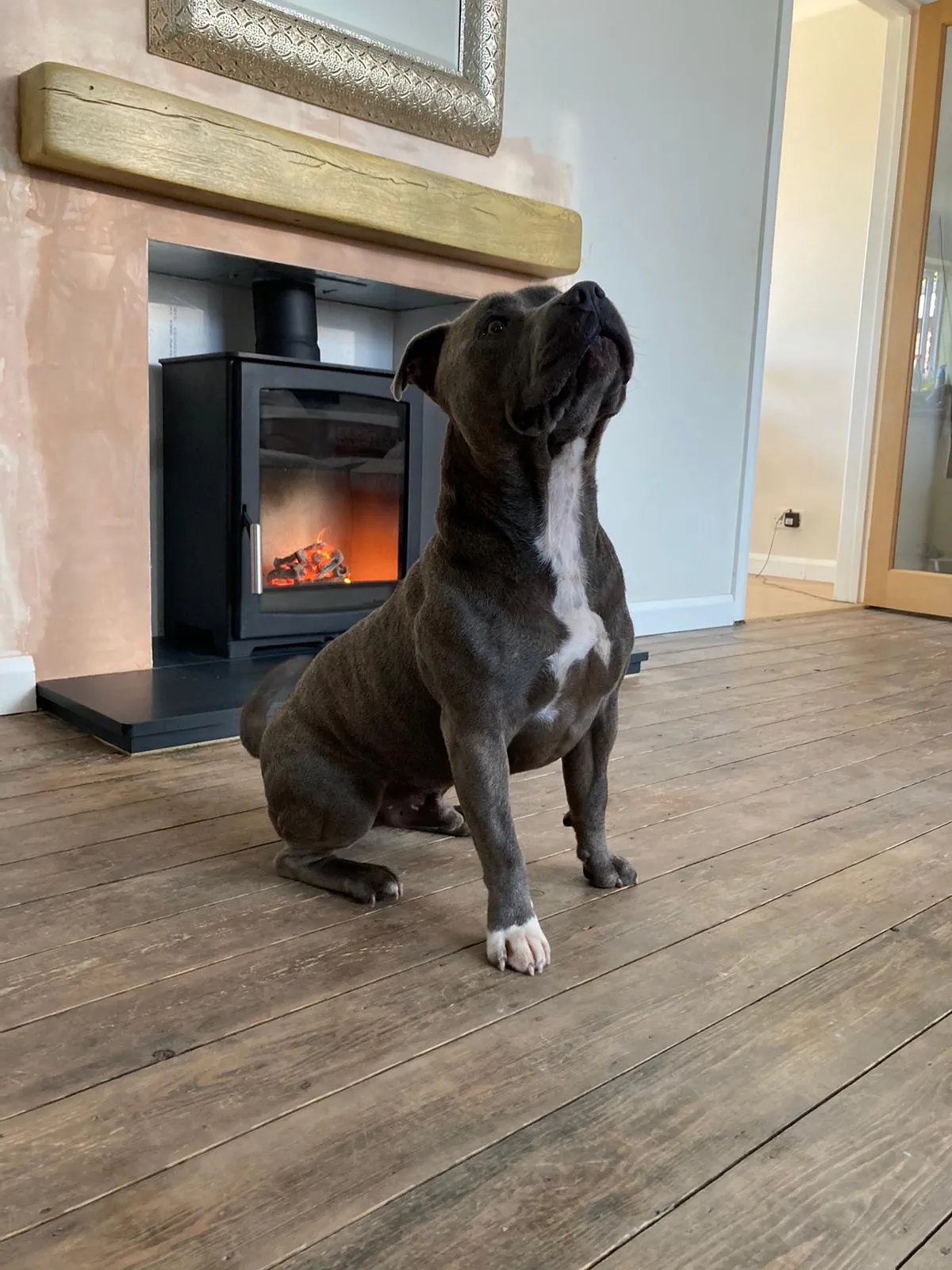 Dogs and Log Burners - Eco Log Burners Ltd