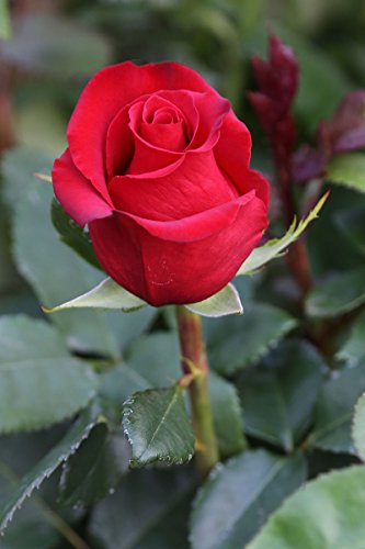 50 Farm Fresh Red Roses Bouquet By JustFreshRoses | Long Stem Fresh Red ...