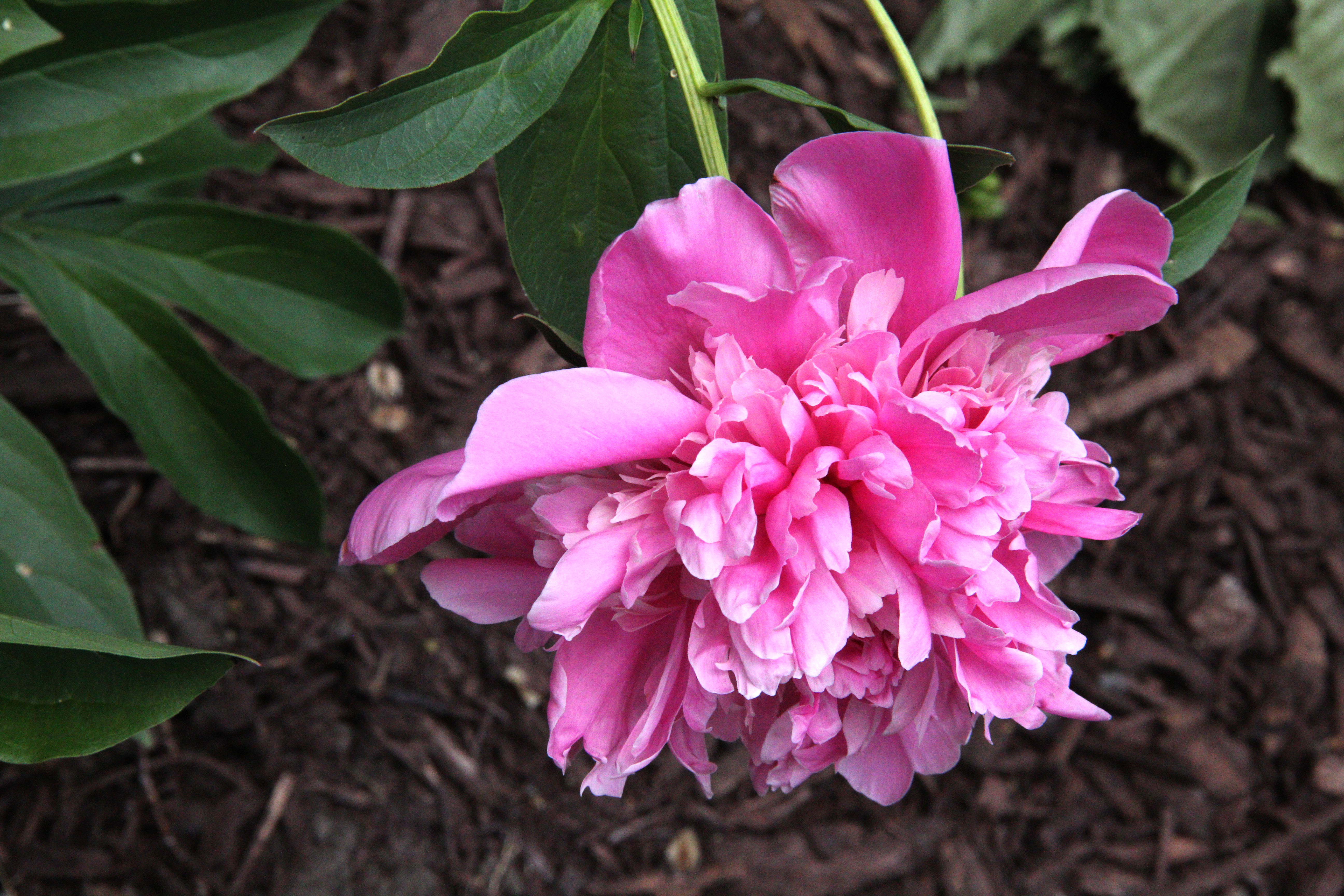 peonies | Edgestitch