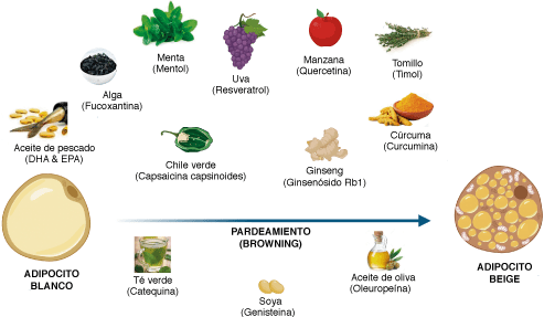 La termogénesis: alimentos que la estimulan y sus implicaciones en la ...
