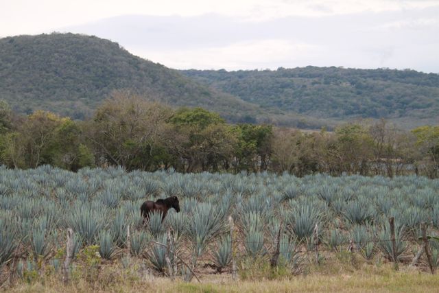 A Thermal Spring in the Rain Forest | Edventure Project