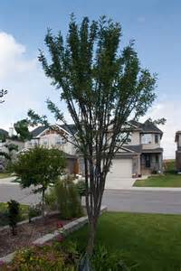 OUR TREES – EVER GREEN ACRES TREE FARM