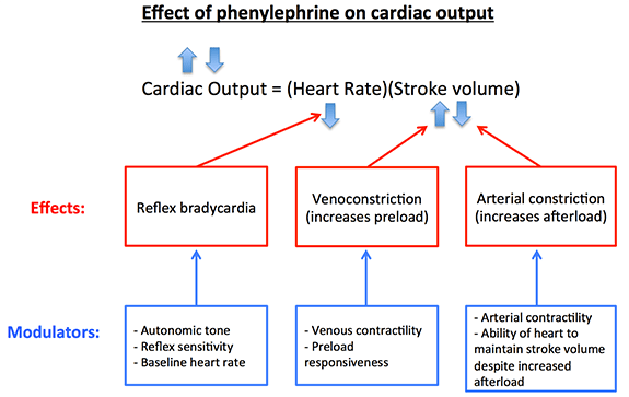 Pulmcrit - An alternative viewpoint on phenylephrine infusions