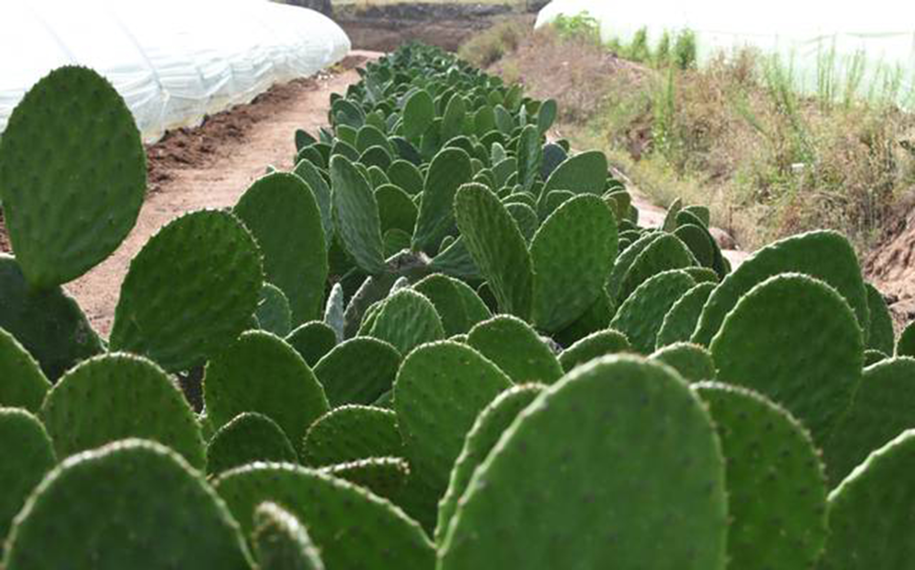 Baba de Nopal, el nuevo protector para la piel
