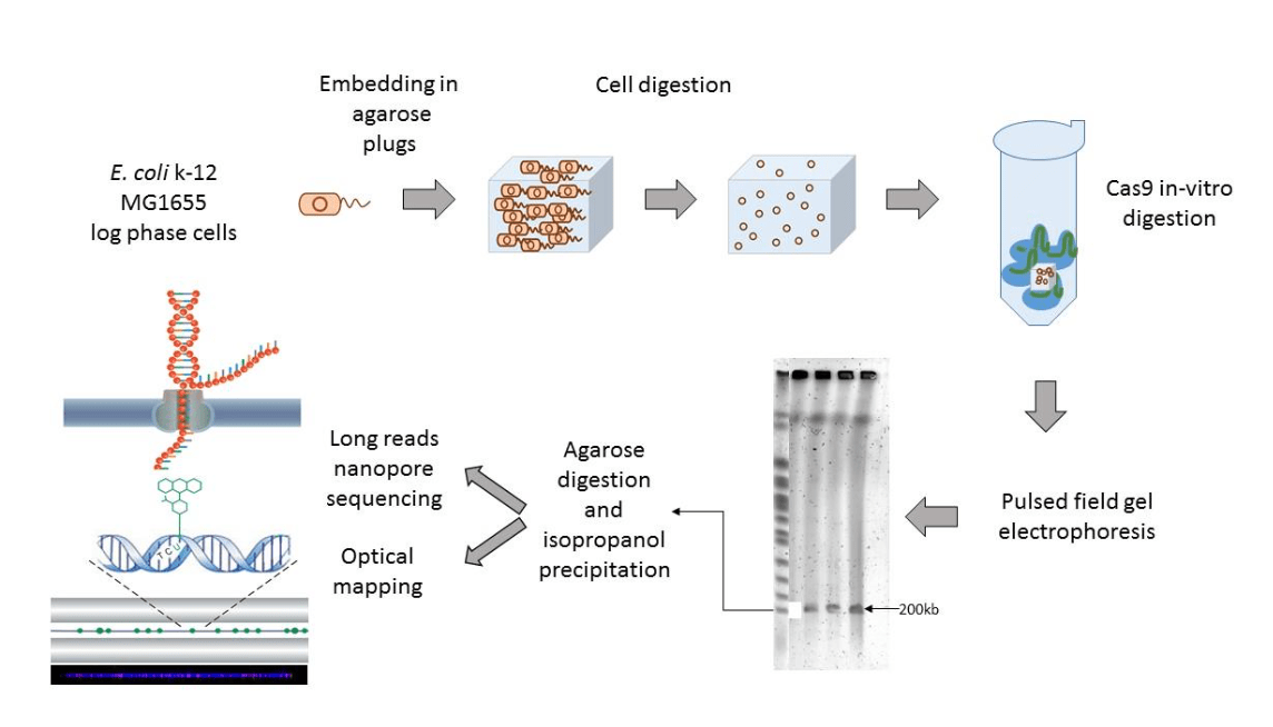 Cas9 CATCH-seq and lego-brick microfludics - Enseqlopedia