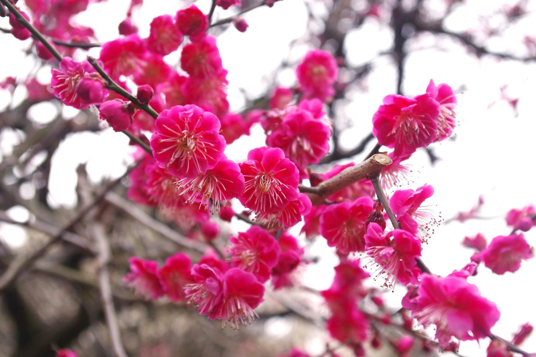 梅の花の季節・時期・開花・見頃はいつ？特徴や鶯との関係、お祭りも エンタメlab