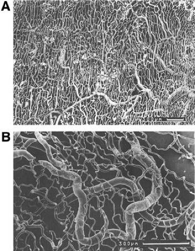 The Conjunctiva–Structure and Function | Ento Key
