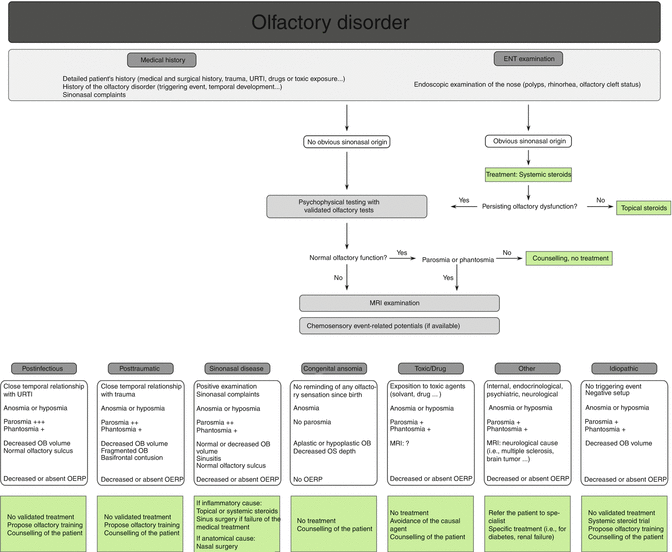 Olfaction | Ento Key