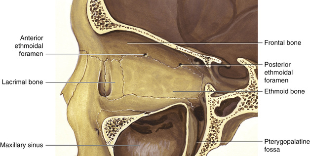 Applied Anatomy of the Orbit and Orbital Adnexa | Ento Key