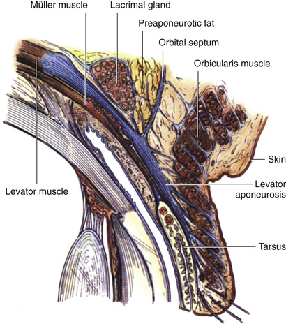 Applied Anatomy of the Orbit and Orbital Adnexa | Ento Key