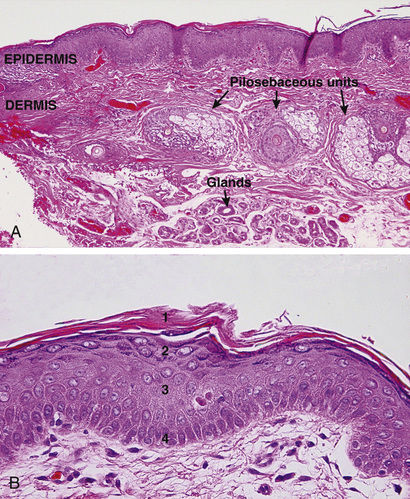 Meibomian Gland Histology