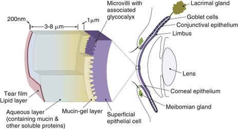 Disorders of the Lacrimal System | Ento Key