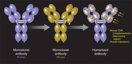 Lucentis Molecule