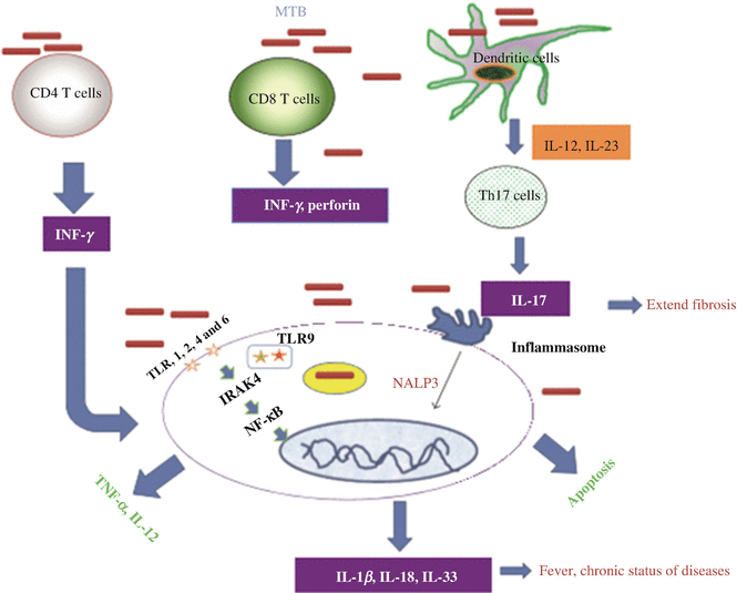 Pathogenesis and Pathology of Ocular Tuberculosis | Ento Key