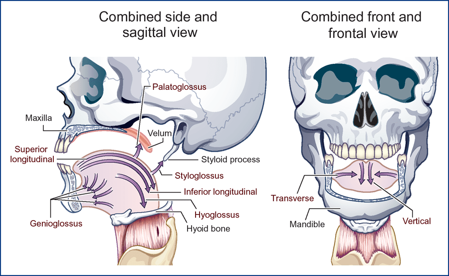 Pharyngeal-Oral Function and Speech Production | Ento Key