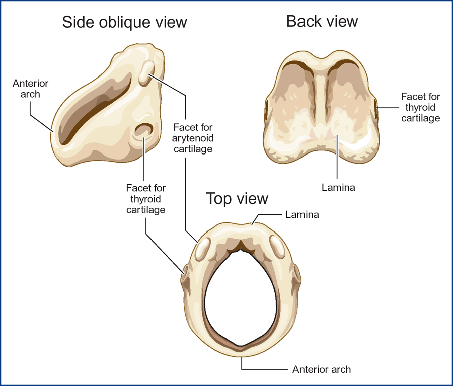 Laryngeal Function and Speech Production | Ento Key
