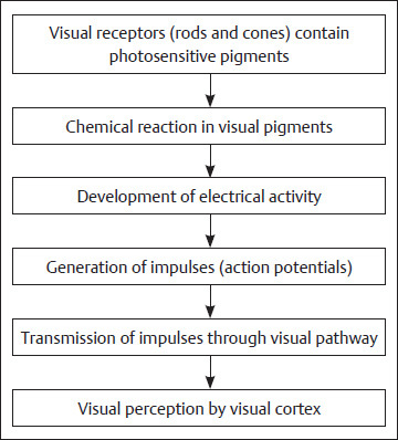 Vision– Its Physiology, Neurology, and Assessment | Ento Key