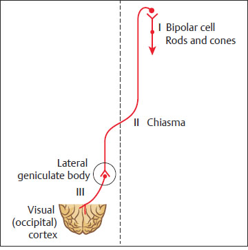 The Afferent (Sensory) System | Ento Key