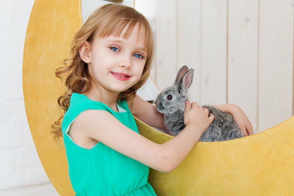 what-are-some-enrichment-ideas-for-rabbits-everything-bunnies