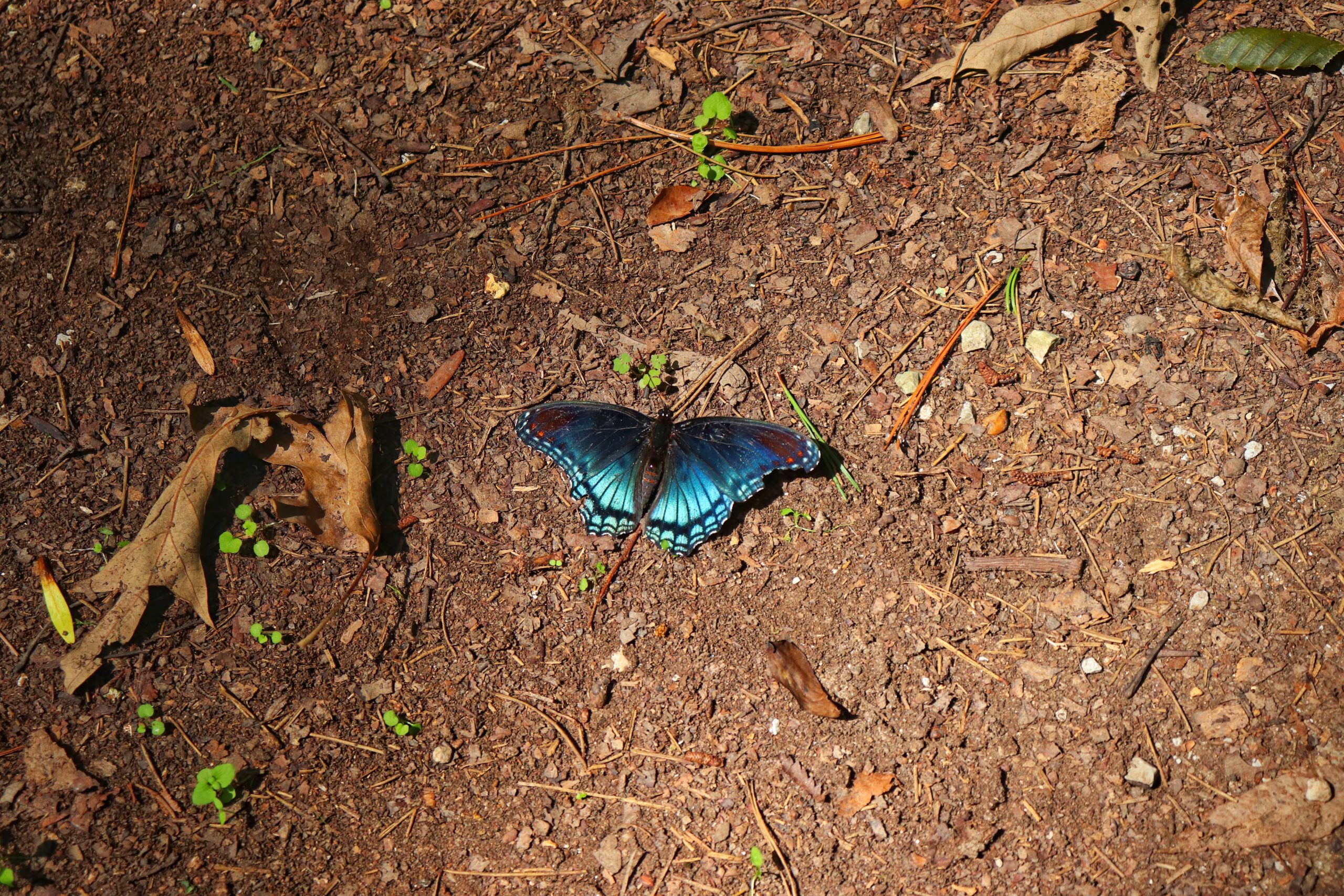 How to Truly Enjoy Nature - Exploring Chatt