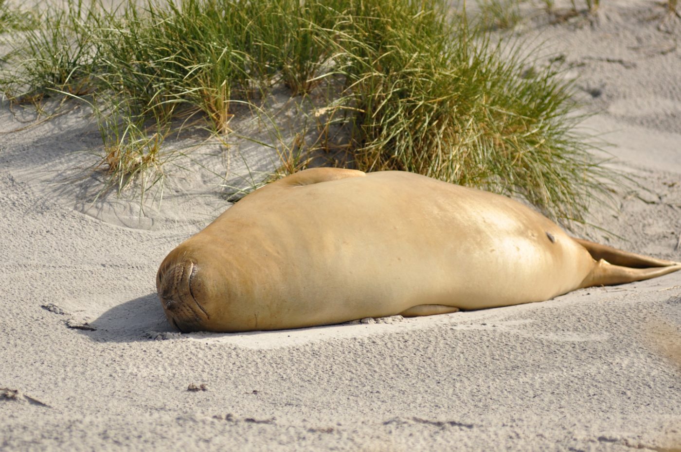 Rockhoppers to Reindeers - A Wildlife Guide to the Falklands ...
