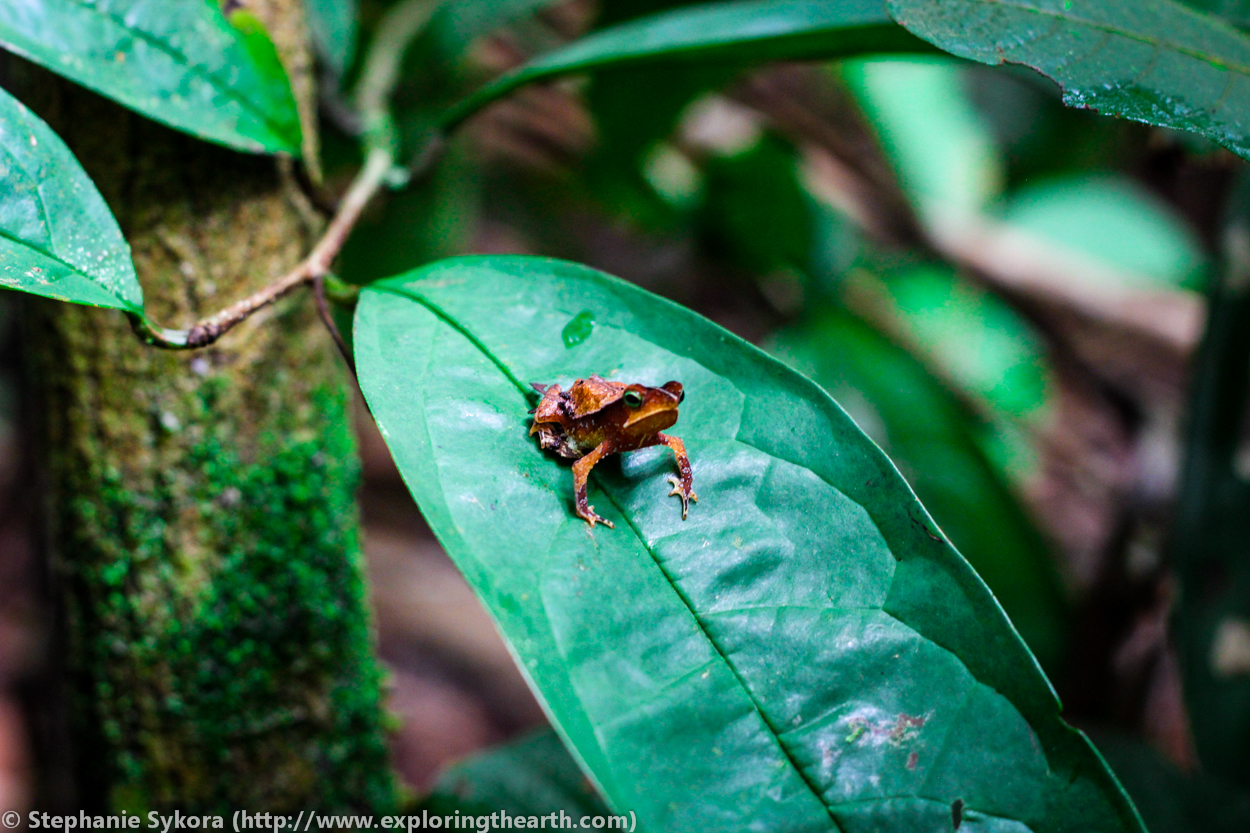 Canopy Animals Amazon Rainforest