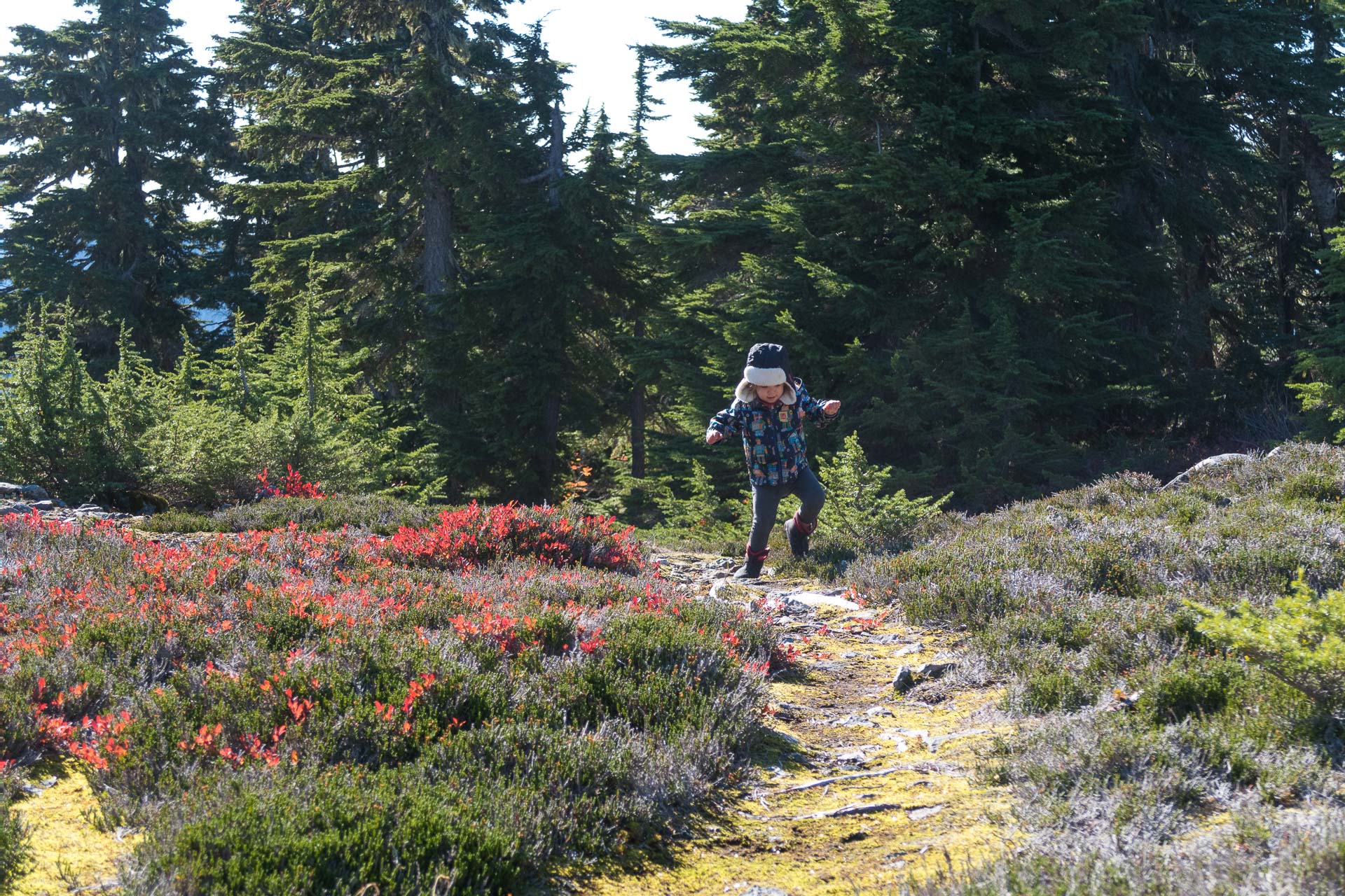 Green Mountain: A Fall Hike Near Nanaimo - Explorington