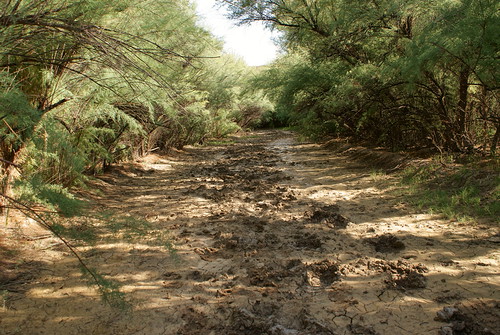 Candelaria | West Texas