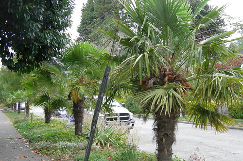 Palm Crazy | Greenwalks