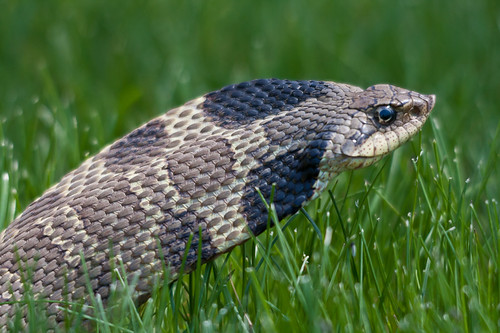 Eastern Hog-nose Snake | Michigan in Pictures