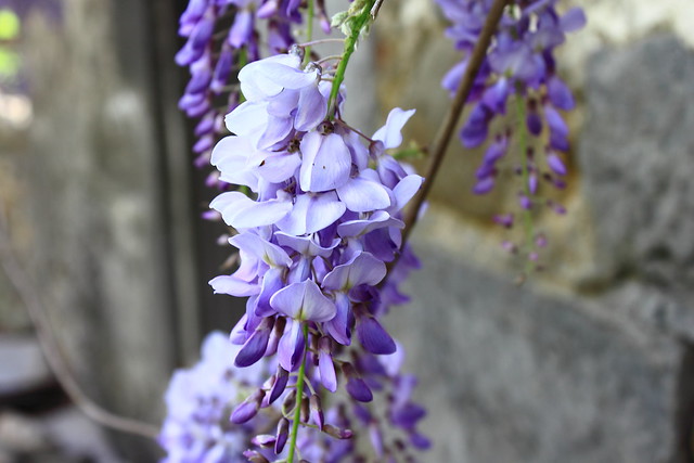 Glicina, Flor de la pluma, Wisteria sinensis . Orozko , Bizkaia . | Las ...
