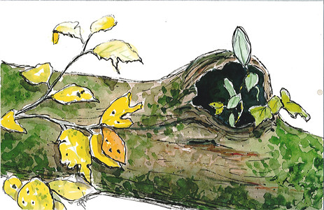 What Grows in Felled Log – watercolor – Let's Paint Nature!