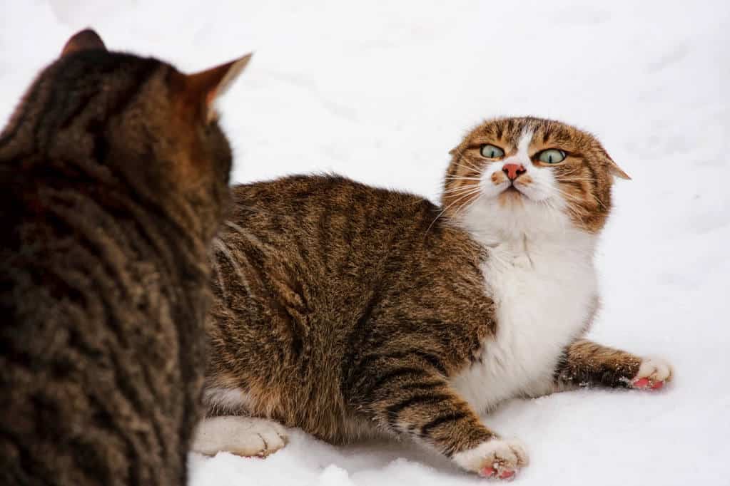 Cat Stopped Using Litter Box? 10 Best Reasons Why Cat Stopped Using Litter Box? 10 Best Reasons Why