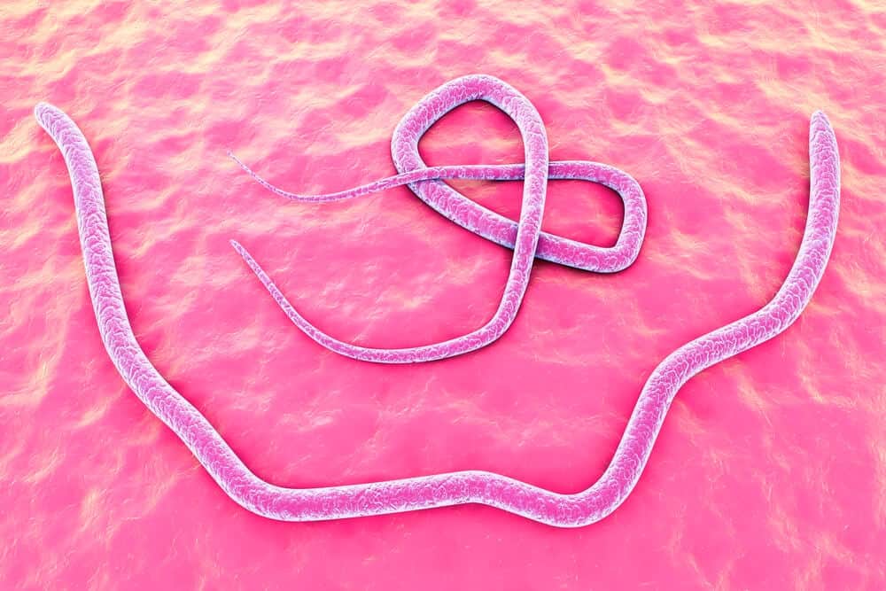 5 Best Cat Dewormers Every Owner Should Know