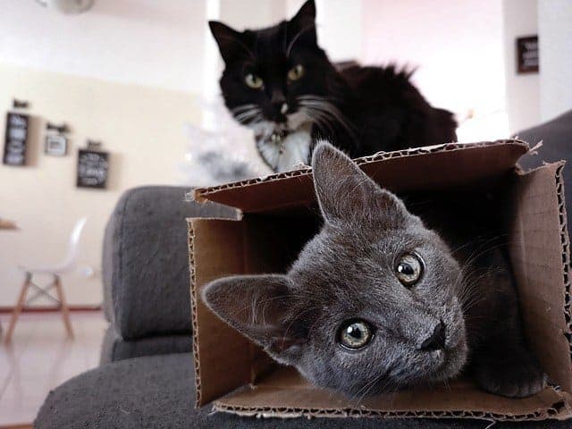 How To Make DIY Cat Toys: 20 Best Ideas For Your Kitty