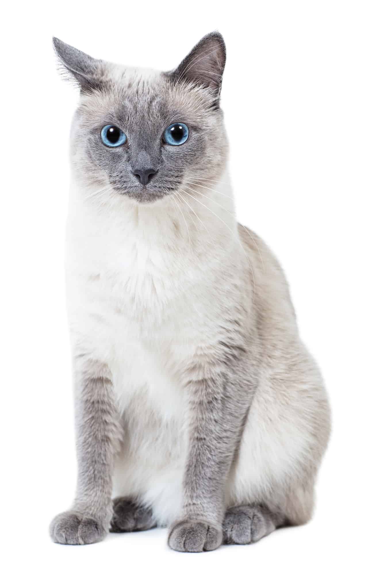 Blue Point Siamese Cat: 5 Types Revealed